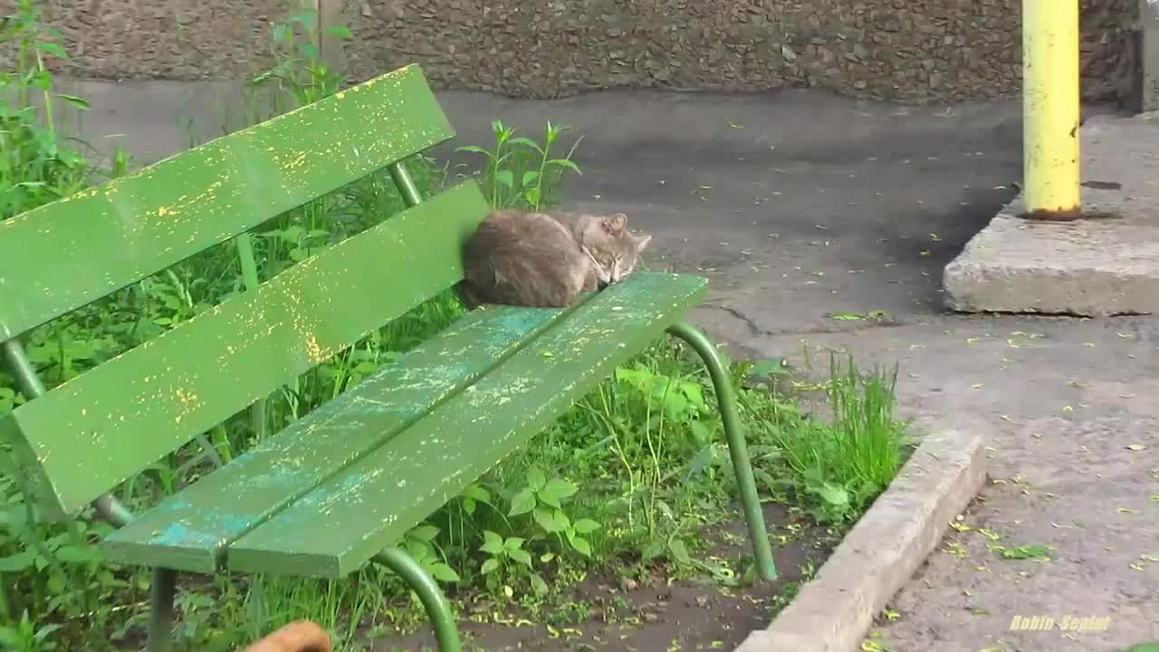 Robin Seplut - Cat sleeping on bench | Download HD video clip on | Vlipsy