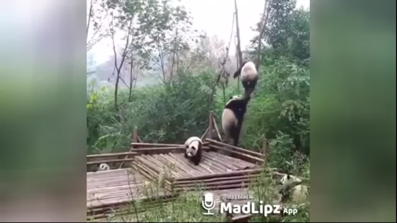 Panda: Knocked off tree - Find clips on VLIPSY