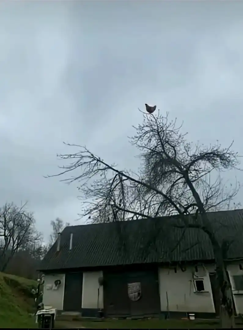 Screaming chicken in tree | Download HD video clip on | Vlipsy