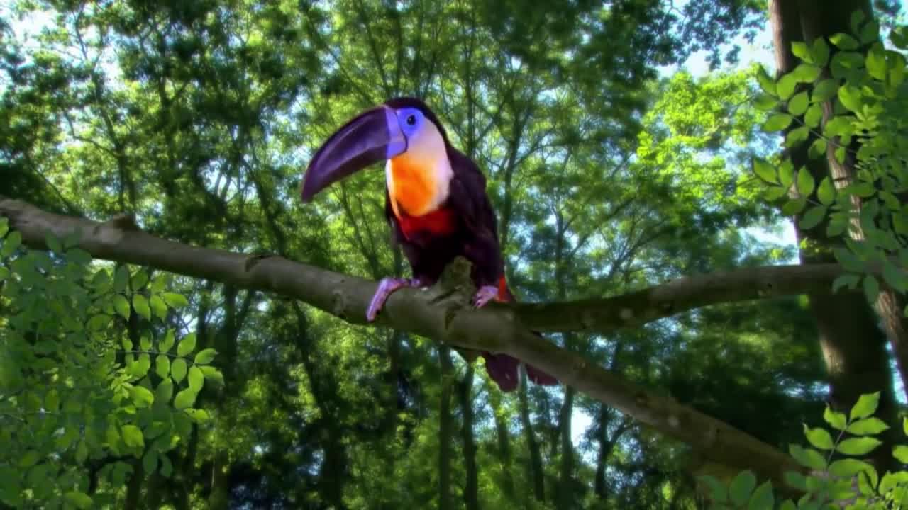 In the night garden - Toucan judging you | Download HD video clip on ...