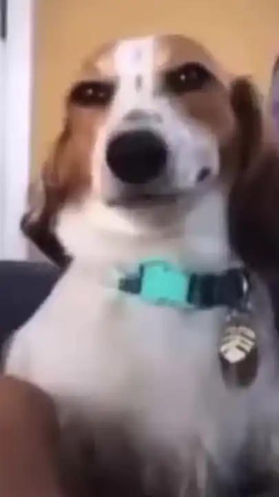 Sus Dog (Bad to the Bone) | Download HD video clip on | Vlipsy
