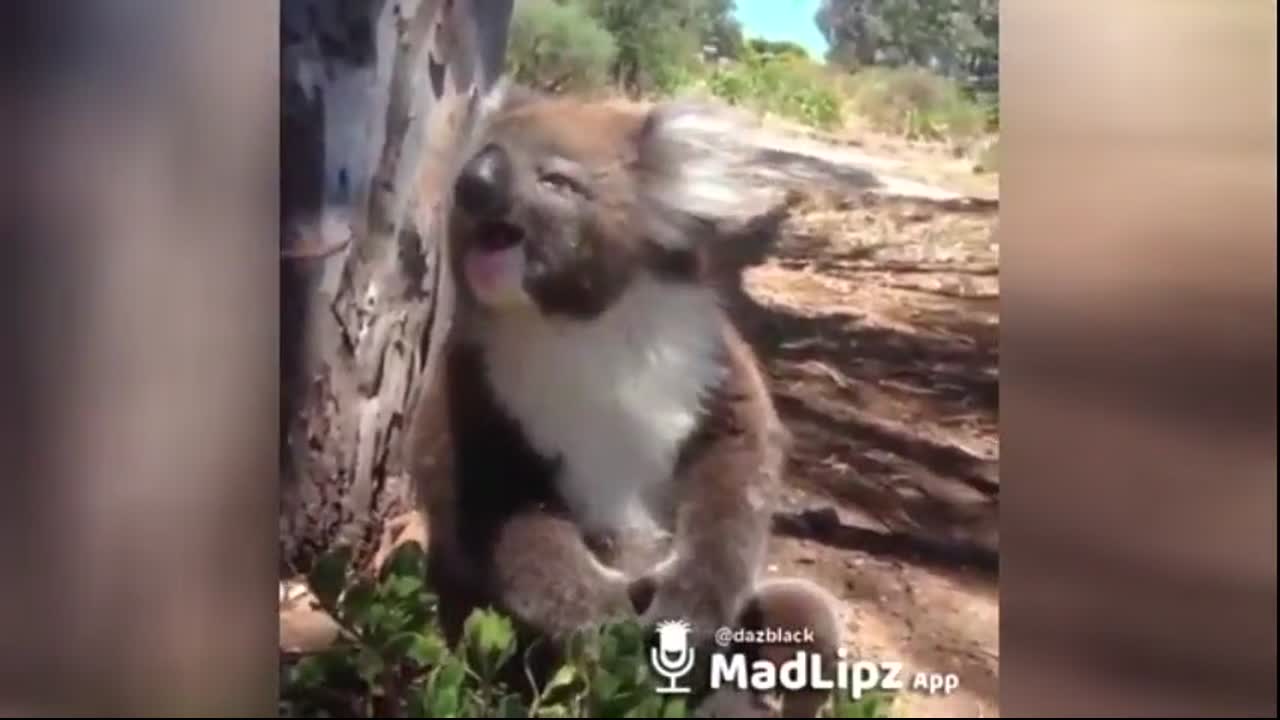 Cute Animals: Laughing Koala - Find clips on VLIPSY