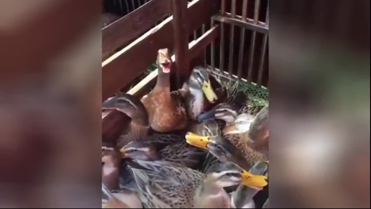 Laughing duck: Laughing duck - Find clips on VLIPSY