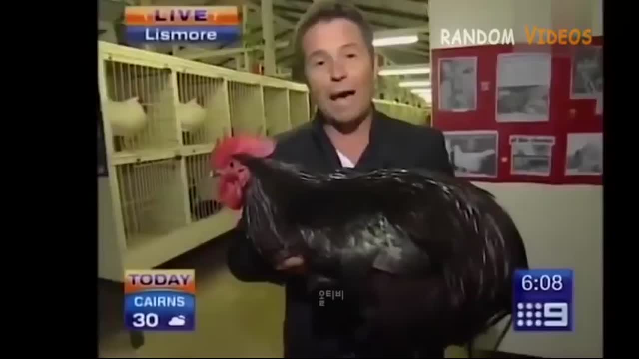 News Anchor - Scream | Download HD video clip on | Vlipsy