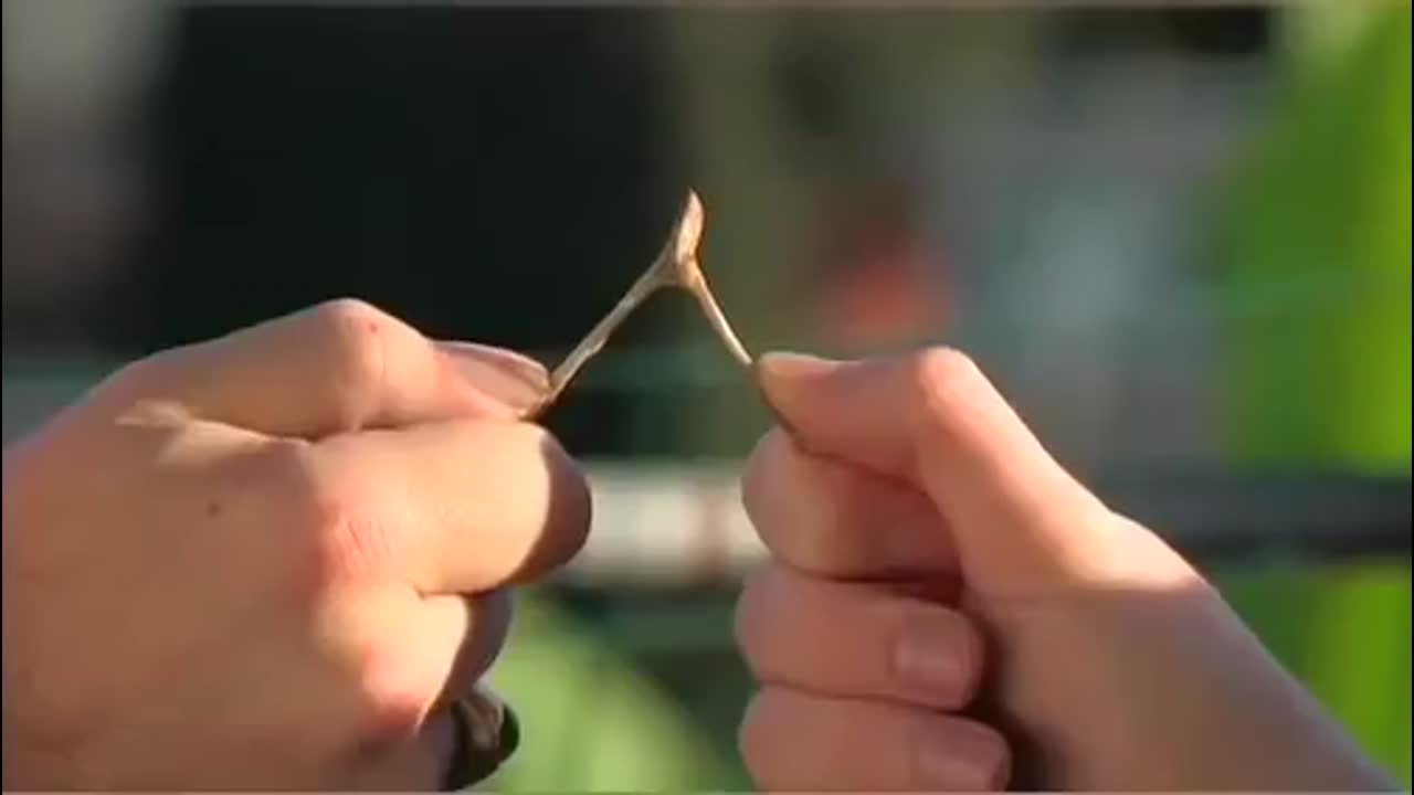 5secondfilms: Wishbone. Find clips on VLIPSY