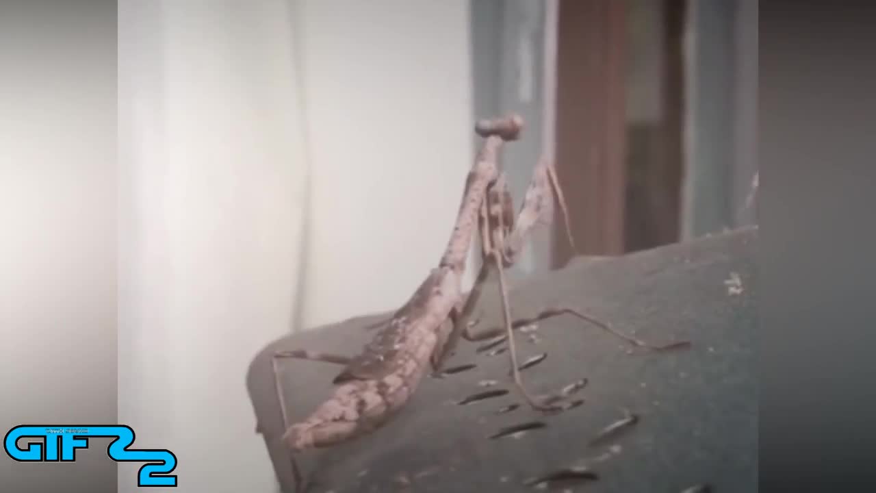 GIF with sound 2 - Pray Mantis Cat | Download HD video clip on | Vlipsy