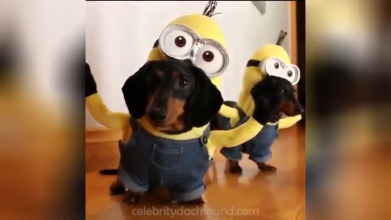 crusoe celebrity dachshund - Crusoe minion (Video Clip) | Download HD ...