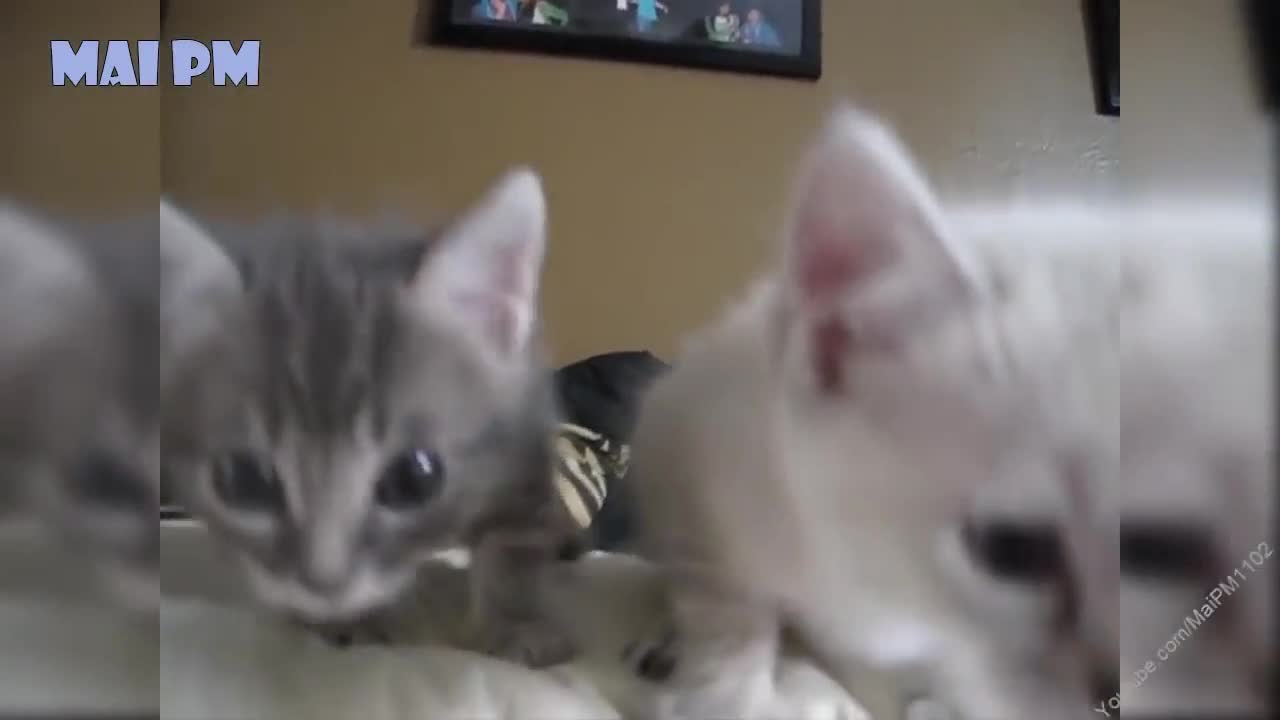 Best Of Cute Kittens Meowing Compilation 2018 || NEW HD: Meow. Find ...