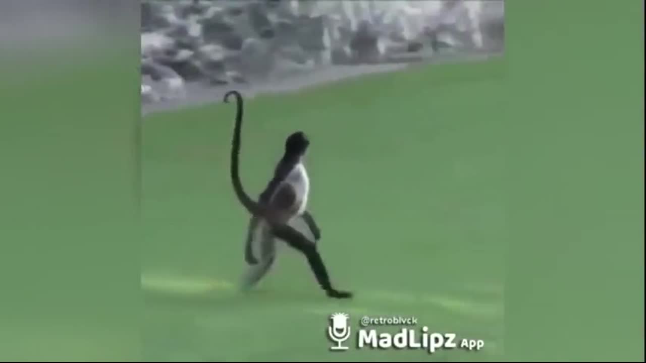 Monkey - Put $25 on Pump 7 | Download HD video clip on | Vlipsy