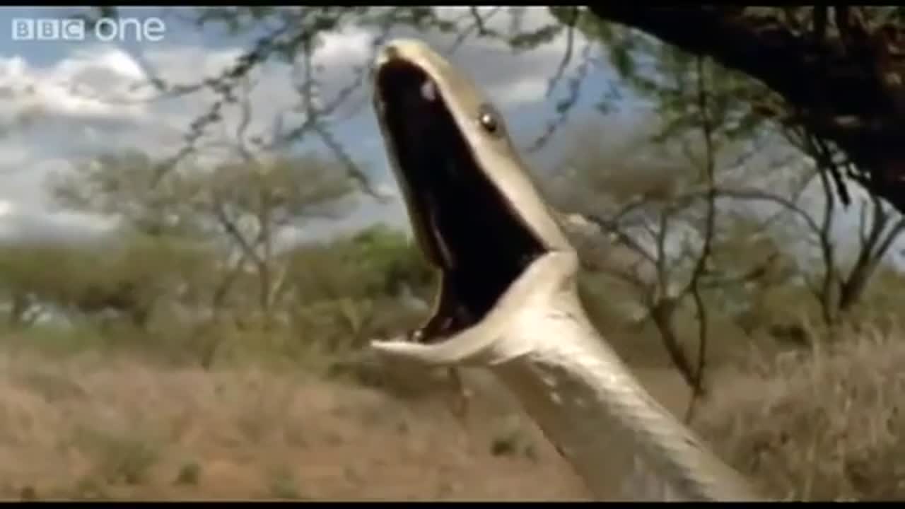 The savannah - Snake goal | Download HD video clip on | Vlipsy