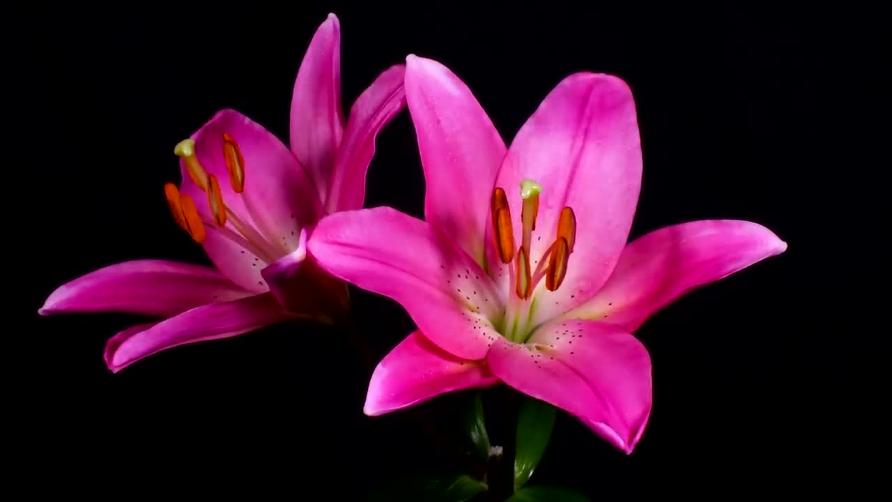 Time Lapse: Spring. Find clips on VLIPSY