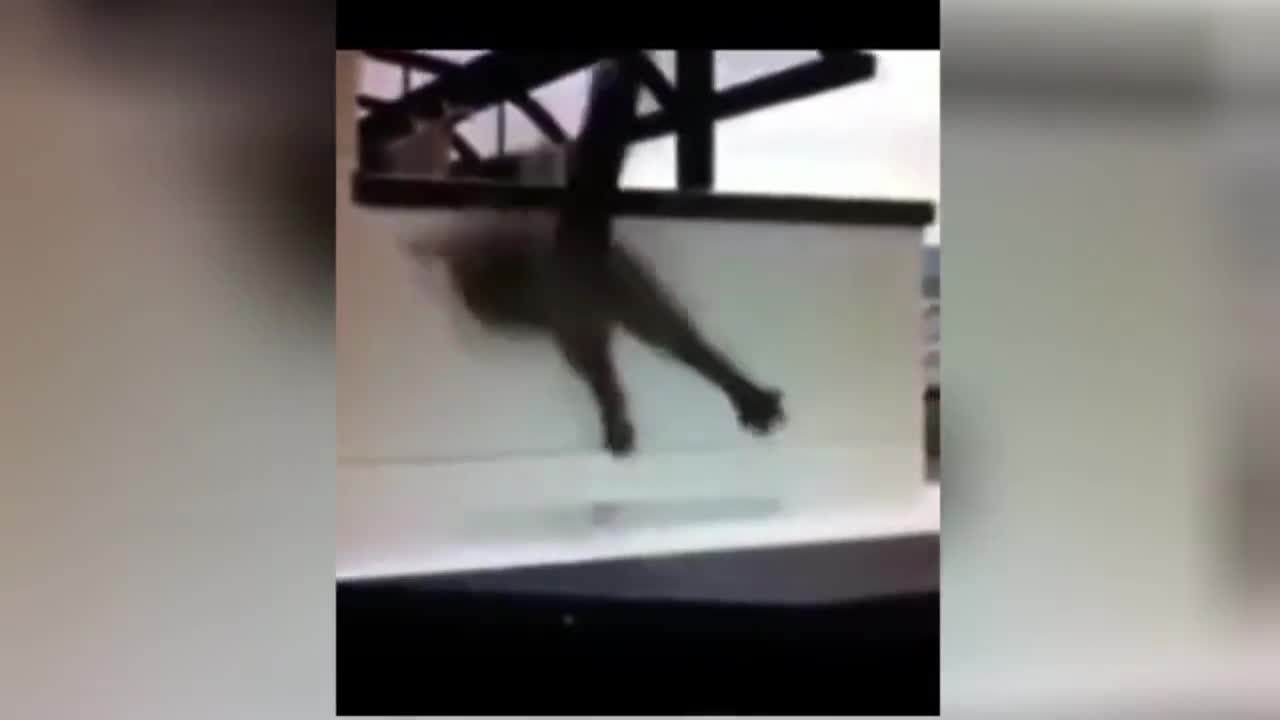 Vine: Cat Jumping to "Sail" by AWOLNATION. Find clips on VLIPSY