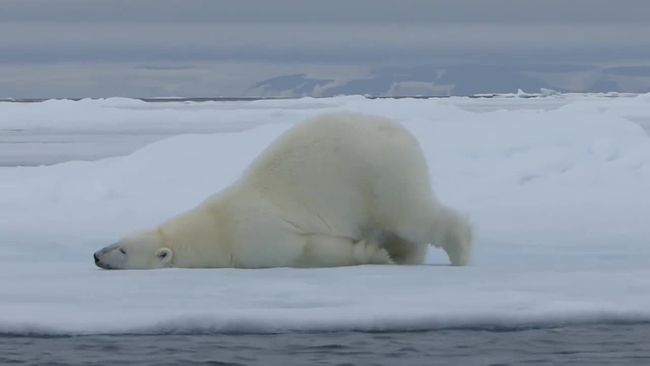 WWF: Polar bear slide - Find clips on VLIPSY