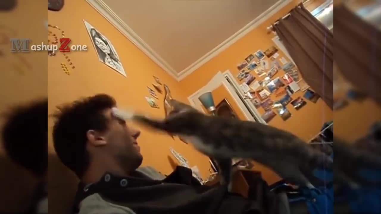 MashUp Zone - Cat hates singing | Download HD video clip on | Vlipsy