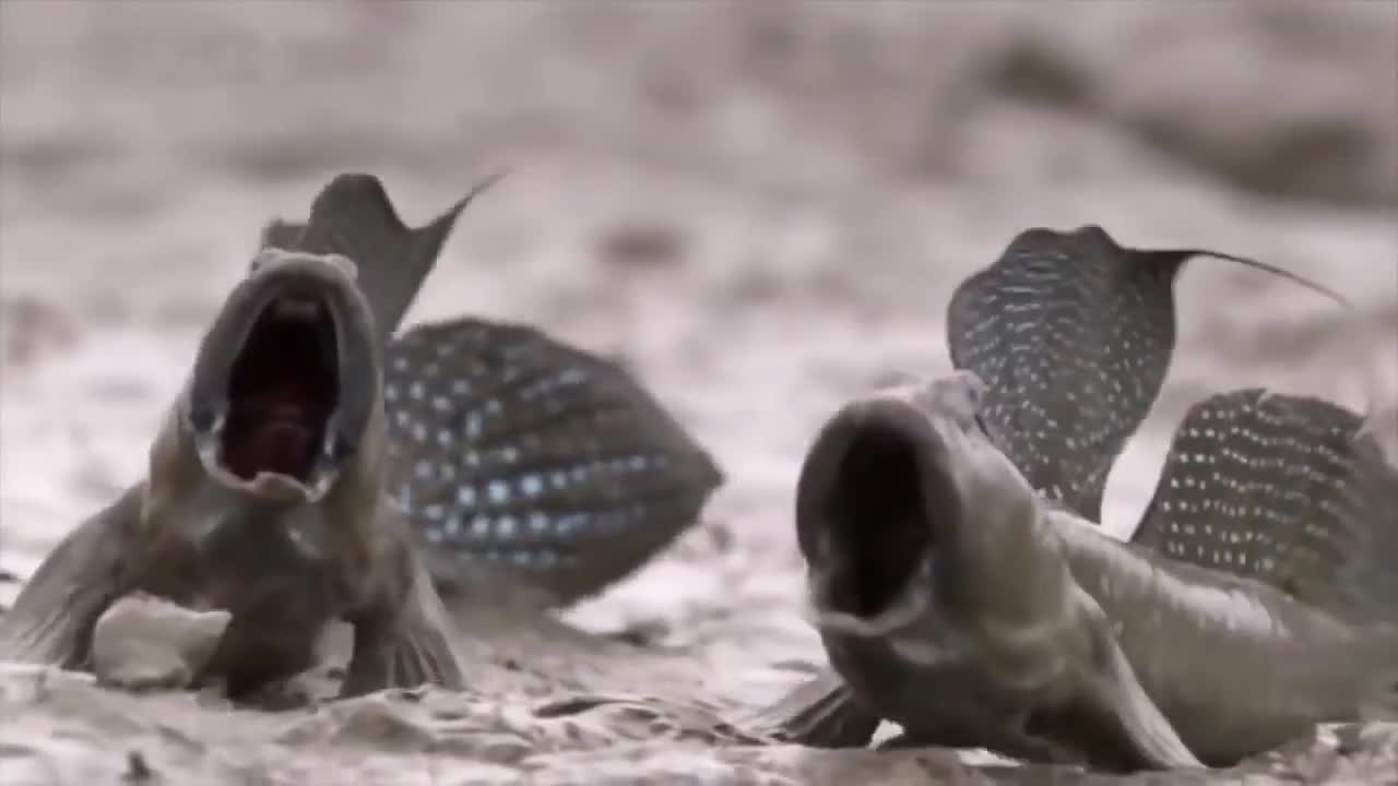 the mud flats: Screaming fish - Find clips on VLIPSY