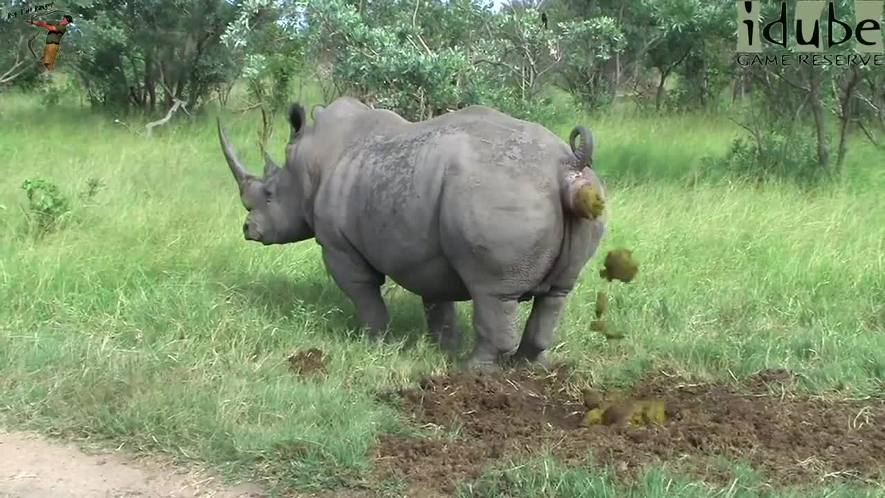 Rhino - Pooping | Download HD video clip on | Vlipsy