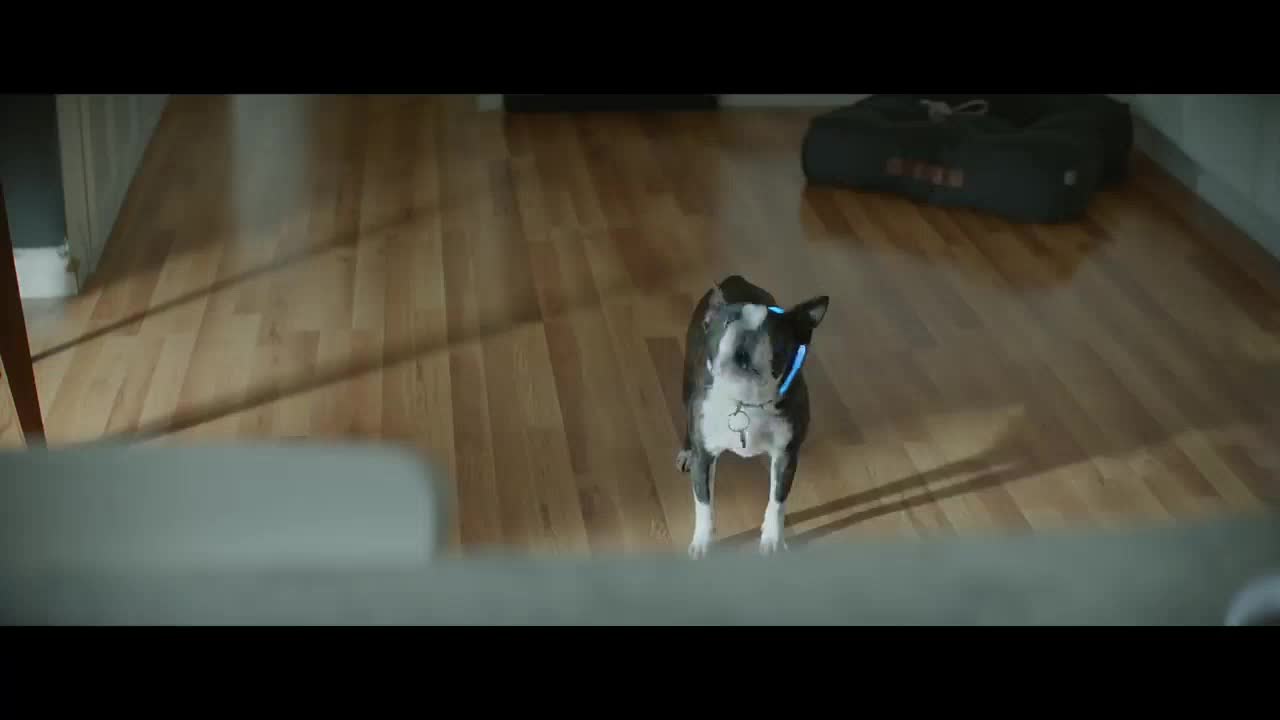 Amazon Super Bowl Commercial: Alexa for Dogs. Find clips on VLIPSY
