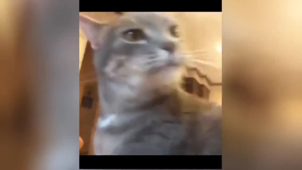 Vine - Obama Cat | Download HD video clip on | Vlipsy