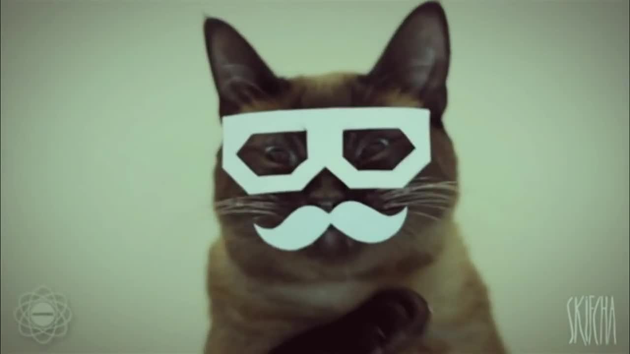 Animals: Dubstep Cat - Find clips on VLIPSY