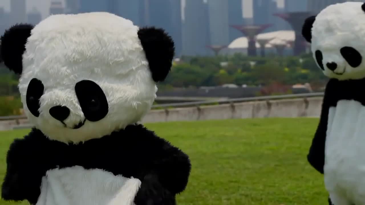 The Story Behind - The panda show | Download HD video clip on | Vlipsy