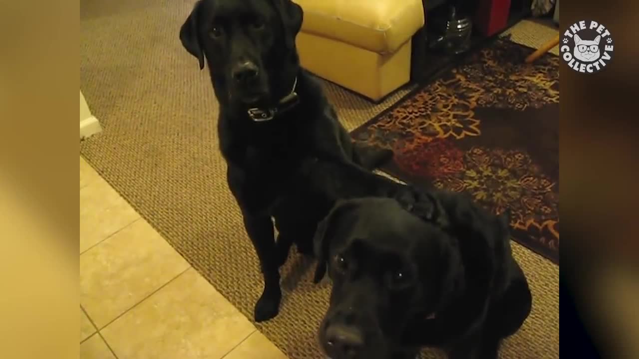 The Pet Collective - You Ratted Me Out | Download HD video clip on | Vlipsy