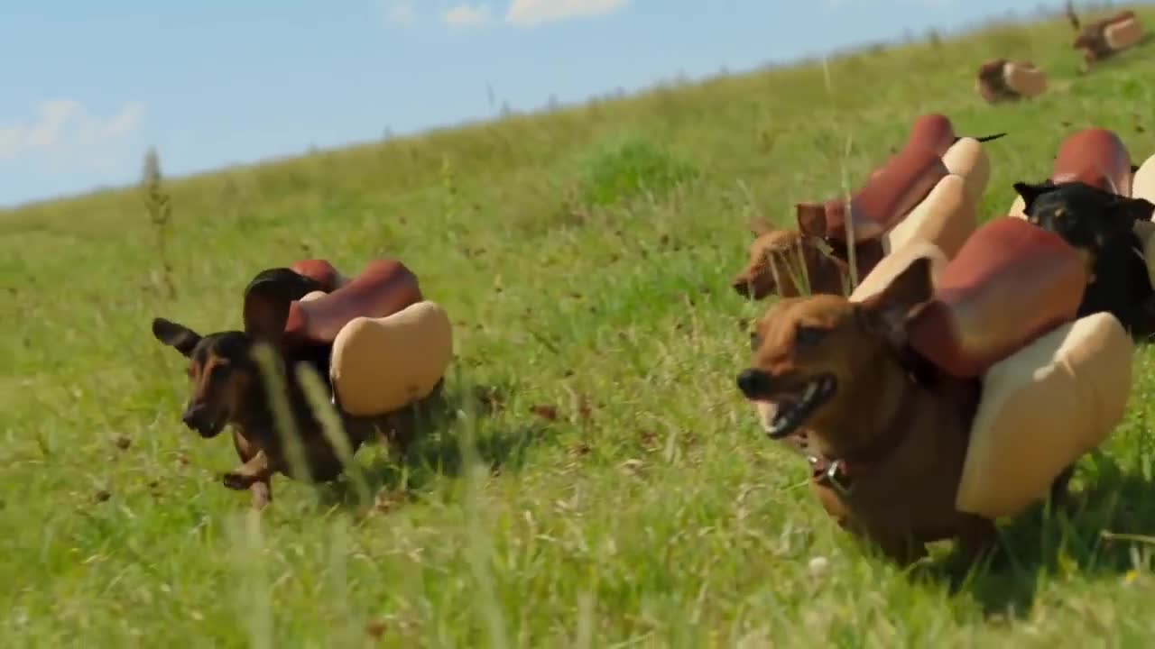 Heinz Ketchup - Weiner Dogs Running | Download HD video clip on | Vlipsy