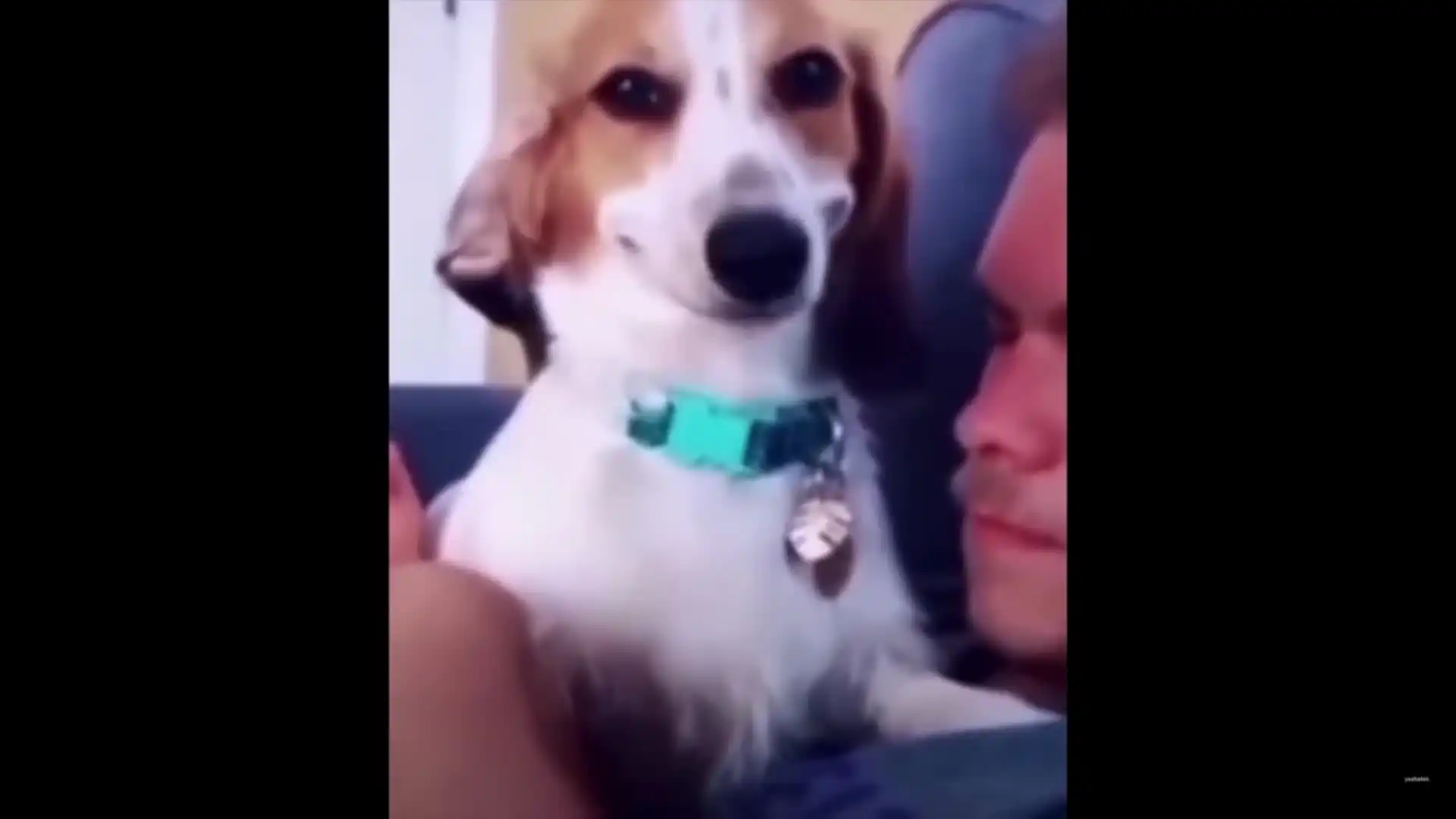 Sus dog (original) | Download HD video clip on | Vlipsy